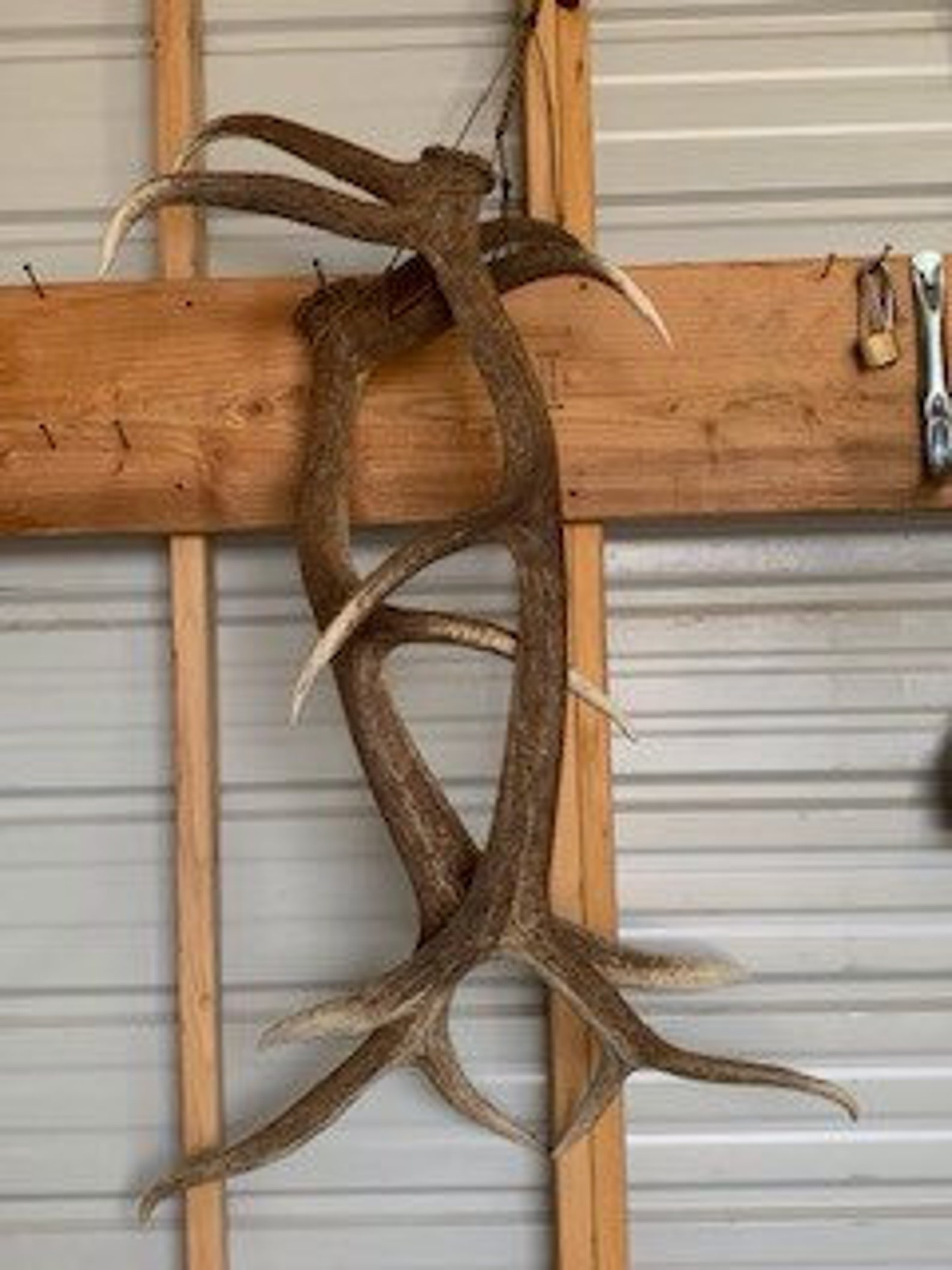 Elk Antler/shed Display Hanger - Etsy