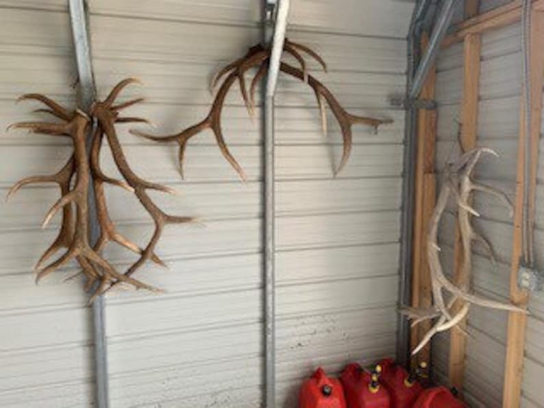 Elk Antler/shed Display Hanger - Etsy