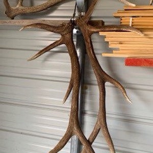 Elk Antler/shed Display Hanger - Etsy