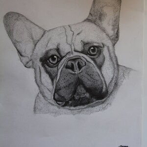 Original ** Dog Portrait (french Bulldog) / Pencil Drawing - Etsy