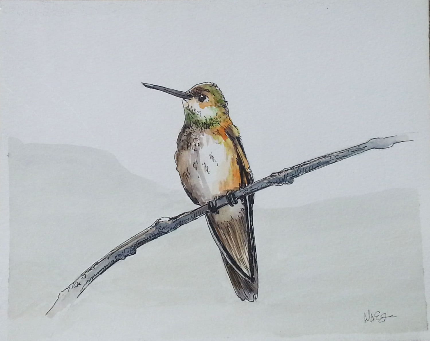 Allen's Hummingbird Pen and Ink Watercolor Painting - Etsy
