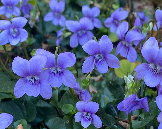 Viola Adunca Western Dog Violet Seeds - Etsy