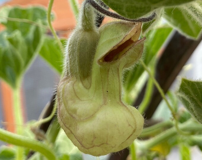 Aristolochia Californica | California Pipevine Seeds - Etsy