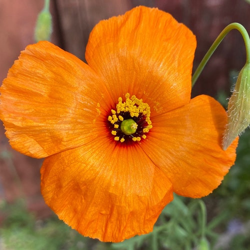 Wind Poppy Papaver Heterophyllum Seeds - Etsy