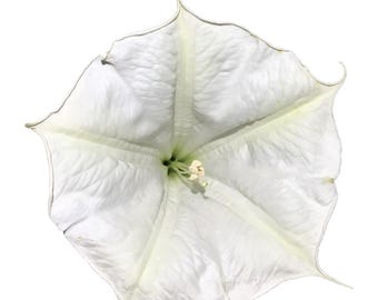 datura wrightii flower