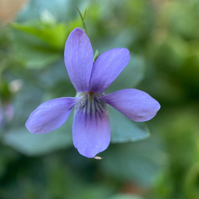 Wild Violet Seeds - Etsy