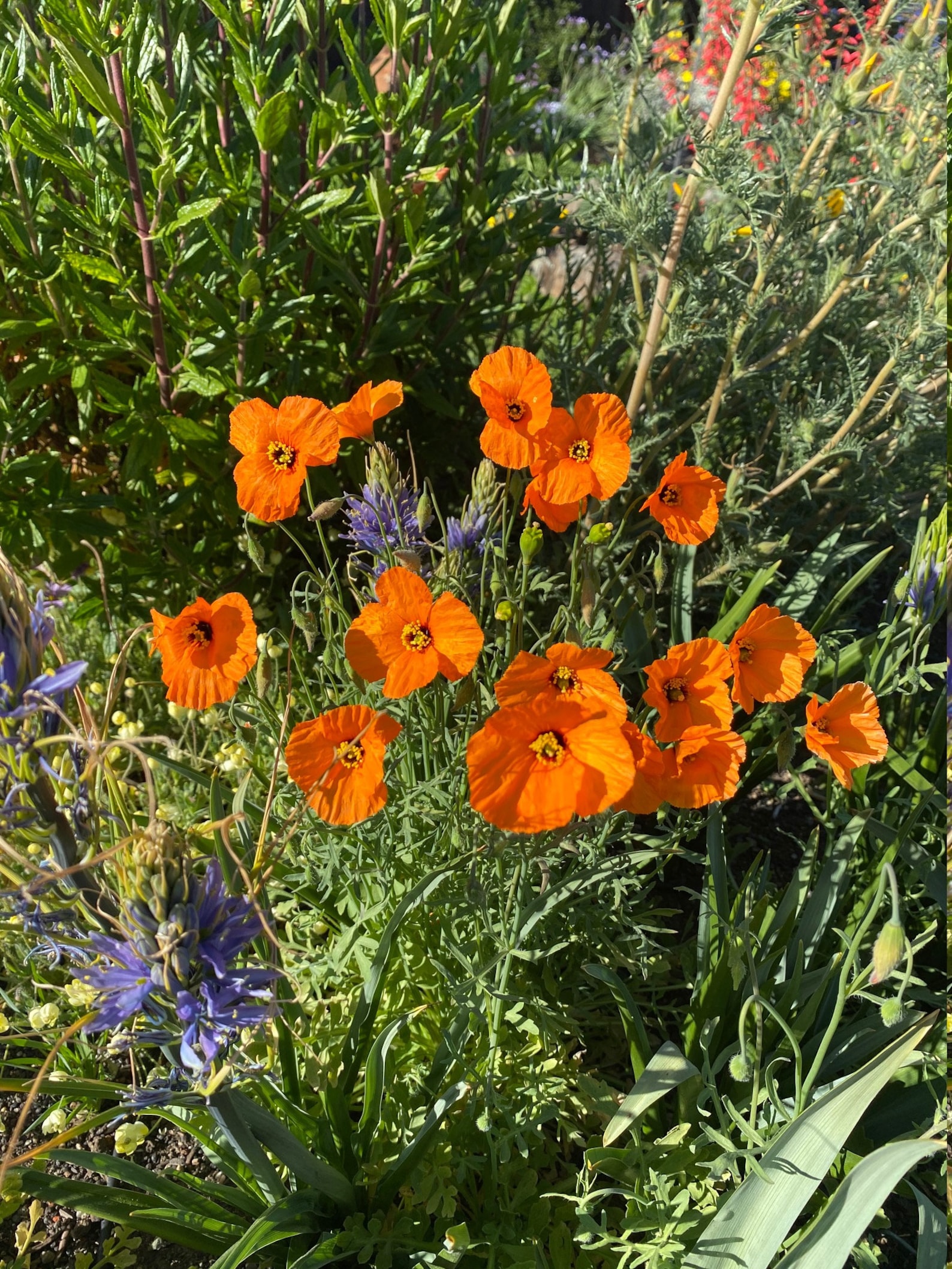 Wind Poppy | Papaver Heterophyllum Seeds - Etsy