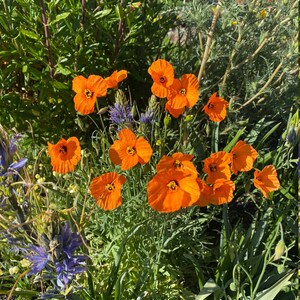 Wind Poppy | Papaver Heterophyllum Seeds - Etsy