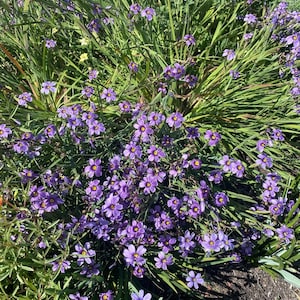 Blue Eyed Grass | Sisyrinchium Bellum Seeds - Etsy