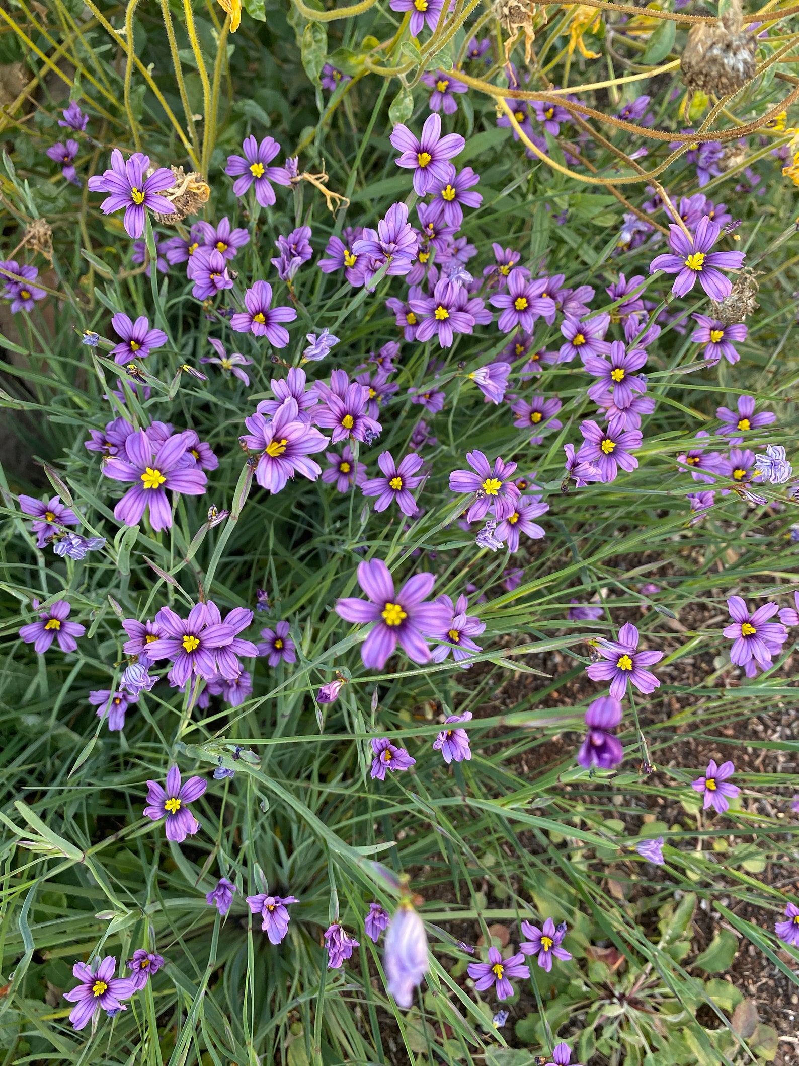 Blue Eyed Grass Sisyrinchium Bellum Seeds - Etsy