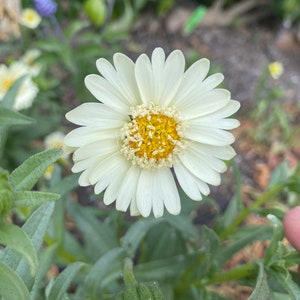 RARE: Pale-yellow Tidytips | Layia Heterotricha Seeds - Etsy
