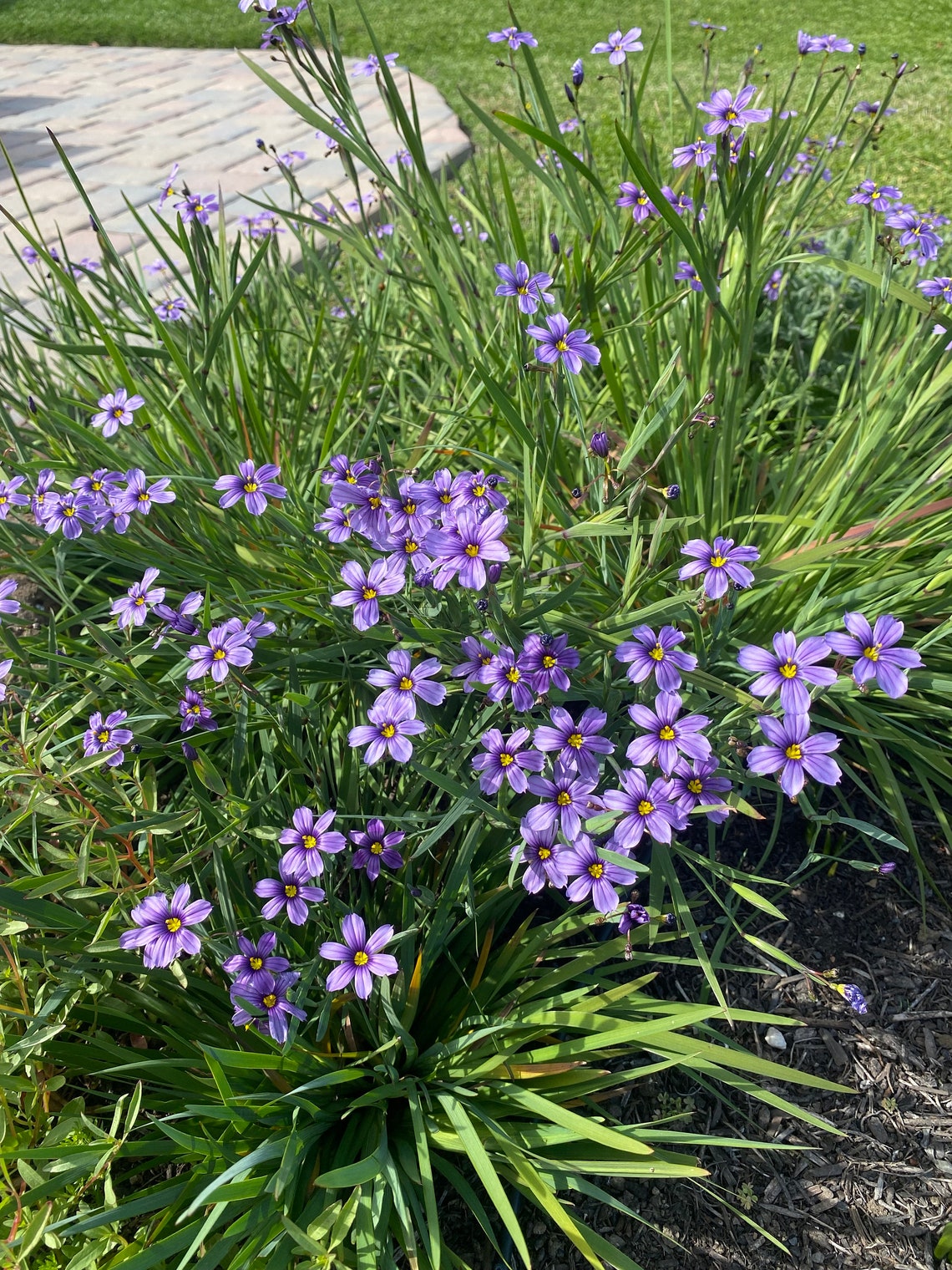 Blue Eyed Grass Sisyrinchium Bellum Seeds - Etsy