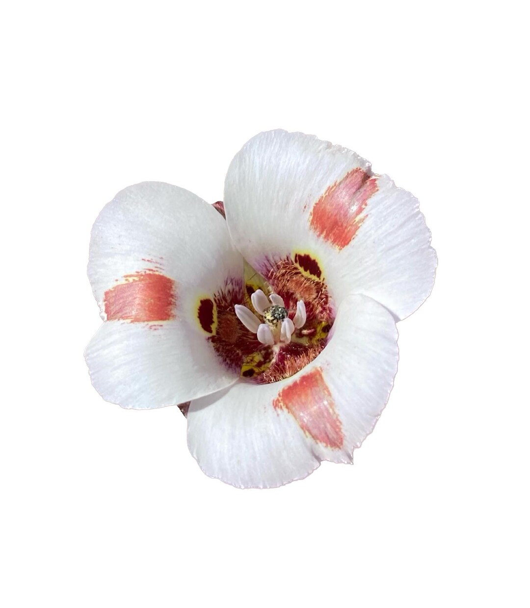 Butterfly Mariposa Lily | Calochortus Venustus - Seeds - Etsy