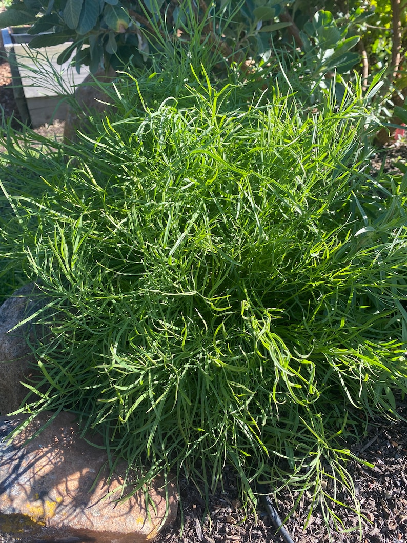 Kellog's Yampah | Perideridia Kelloggii Seeds - Etsy