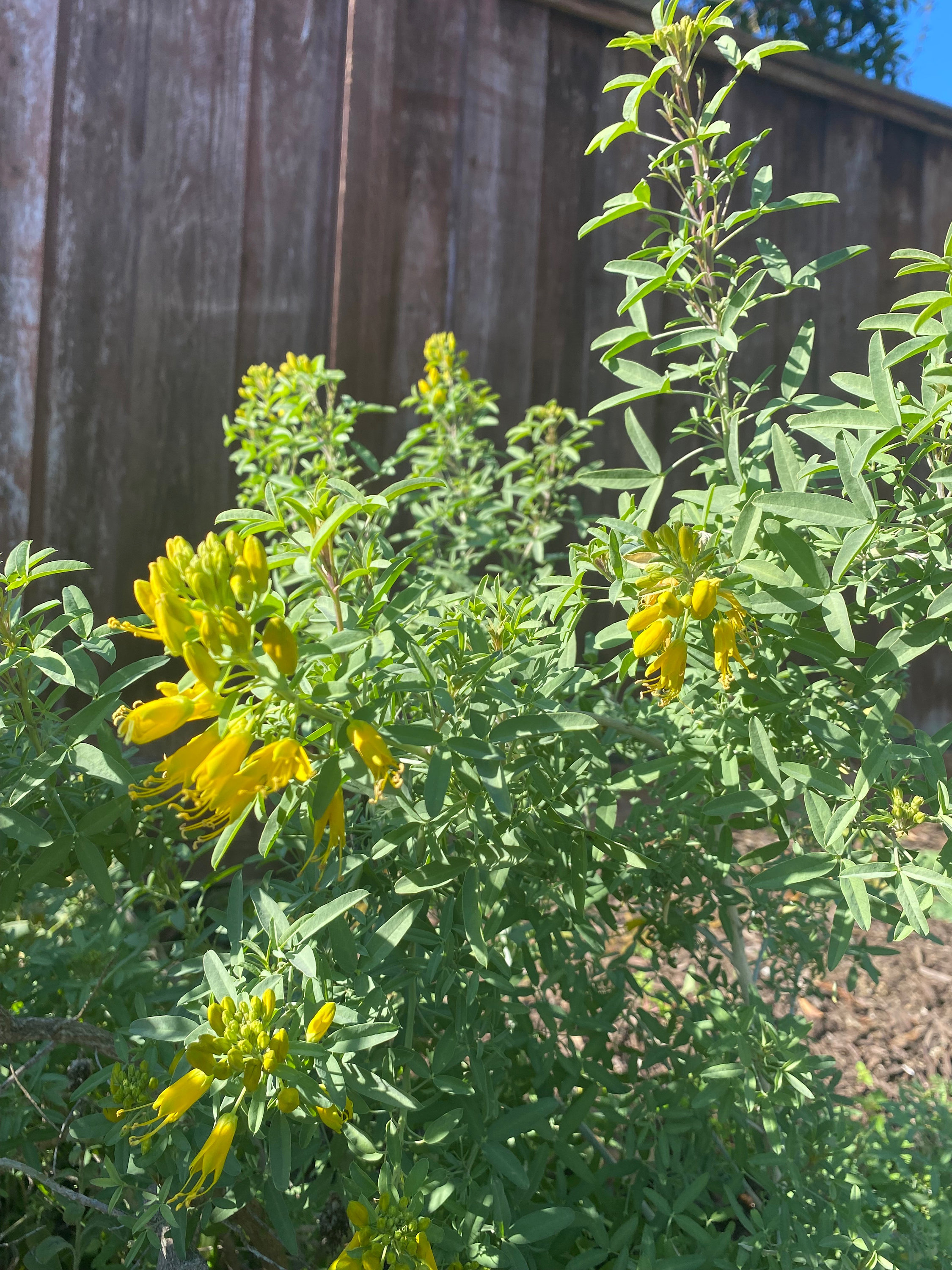 California Bladderpod | Peritoma Arborea Seeds - Etsy