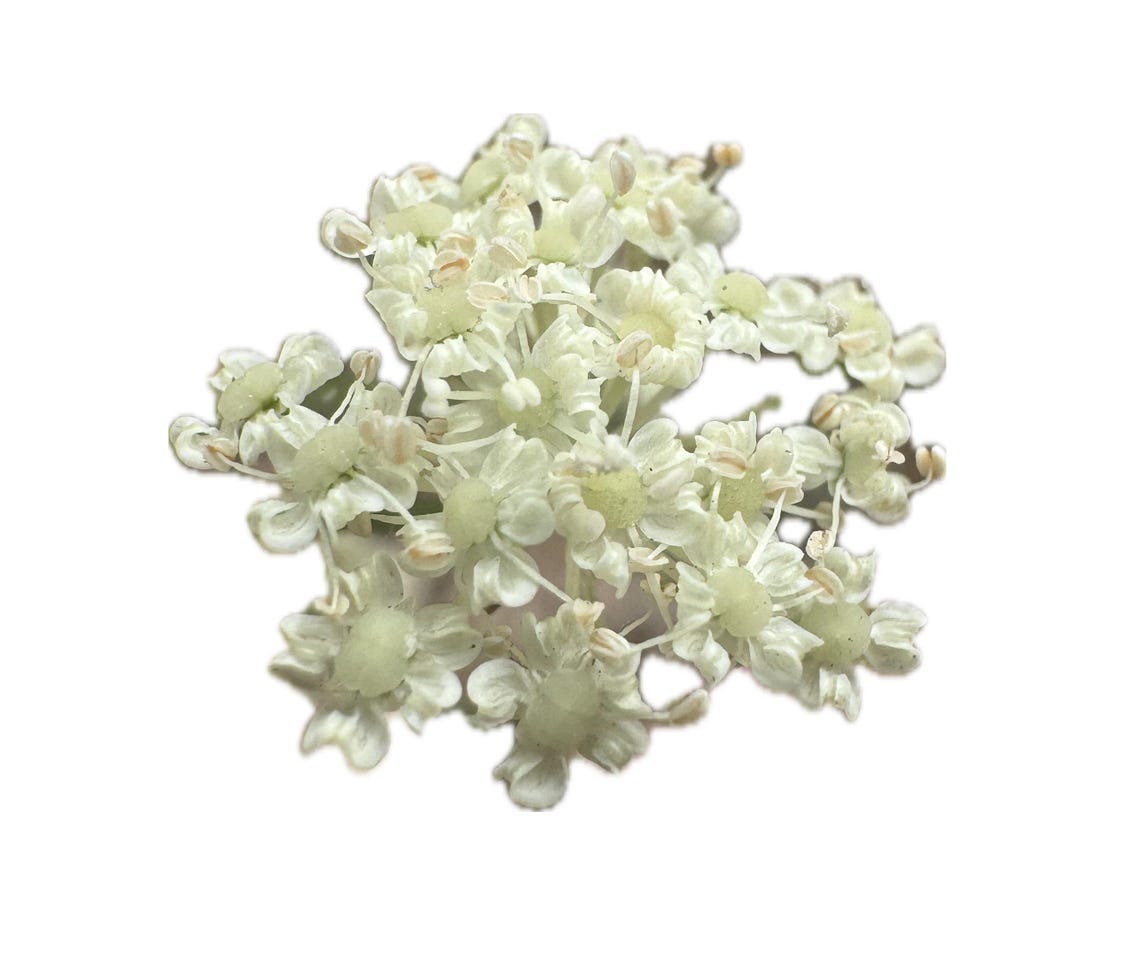 Kellog's Yampah | Perideridia Kelloggii Seeds - Etsy