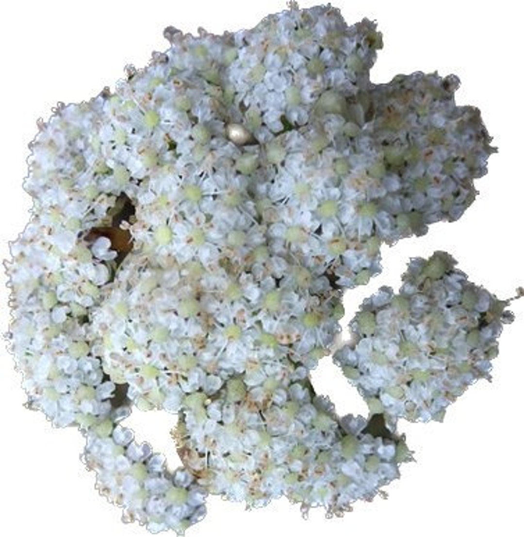 Kellog's Yampah | Perideridia Kelloggii Seeds - Etsy