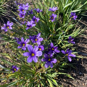 Blue Eyed Grass | Sisyrinchium Bellum Seeds - Etsy
