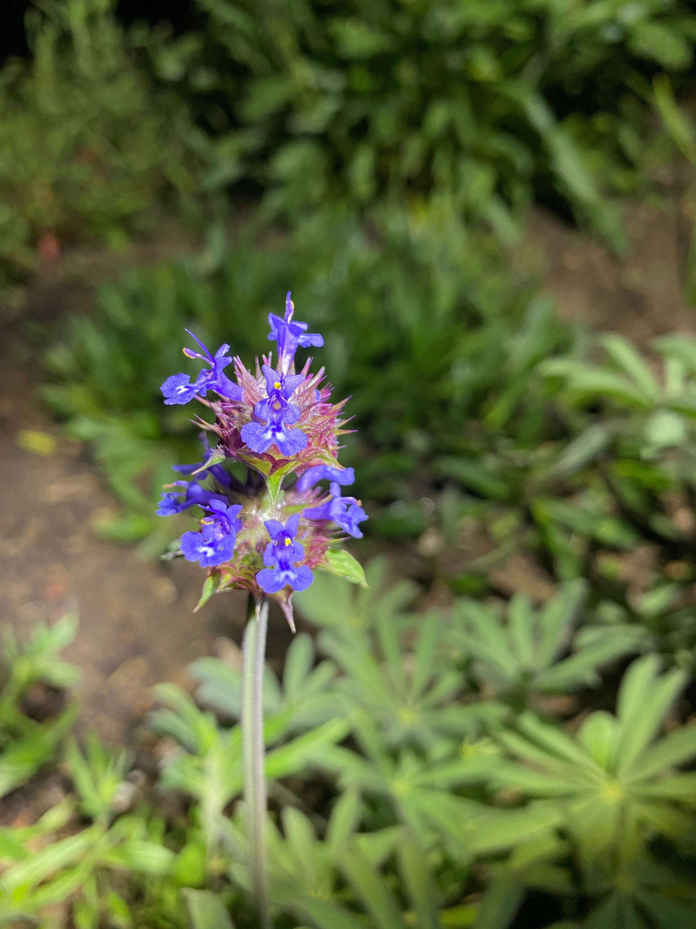 Golden Chia Salvia Columbariae Seeds | Etsy
