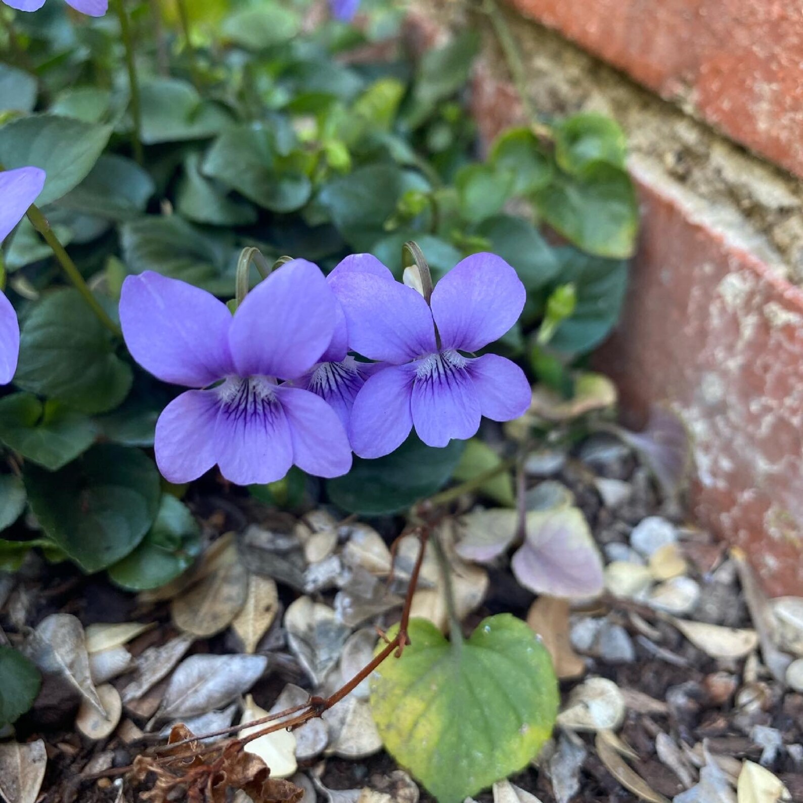 Viola Adunca Western Dog Violet Seeds - Etsy