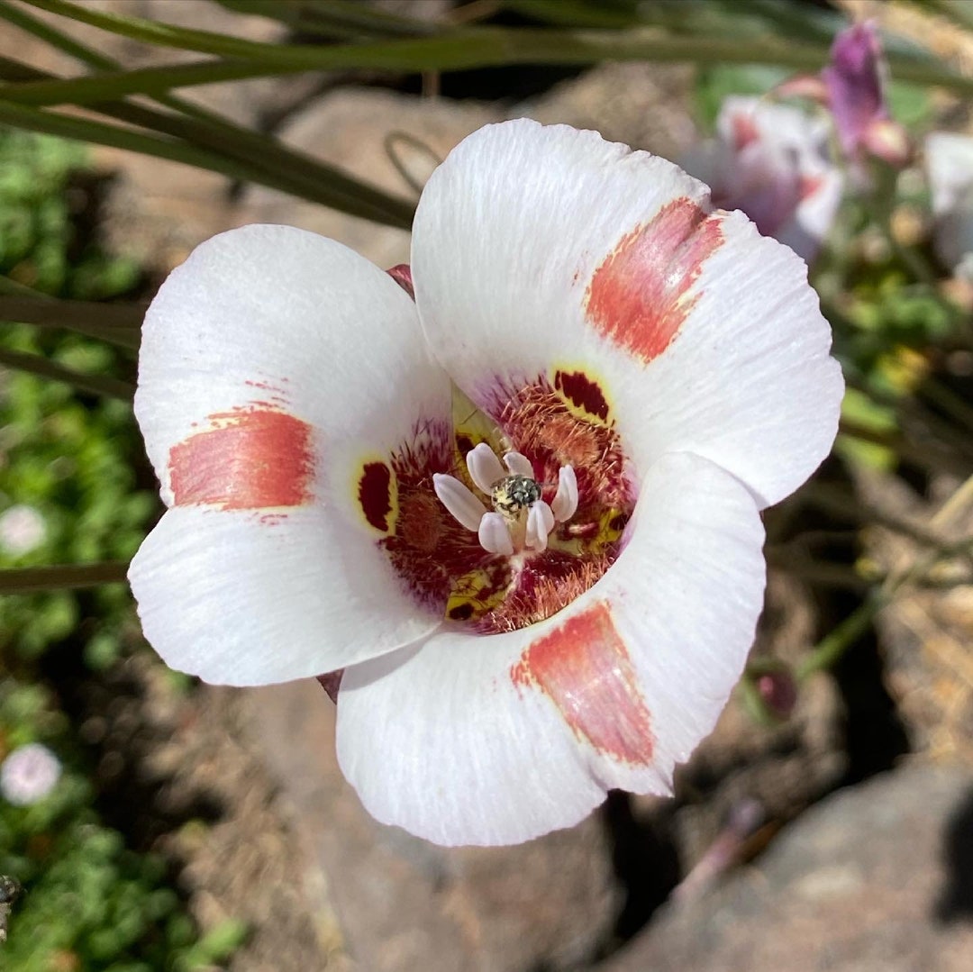 Butterfly Mariposa Lily | Calochortus Venustus - Seeds - Etsy