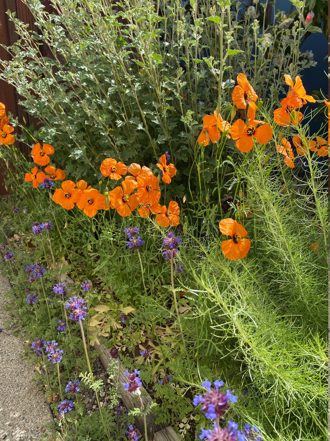 Wind Poppy Papaver Heterophyllum seeds | Etsy
