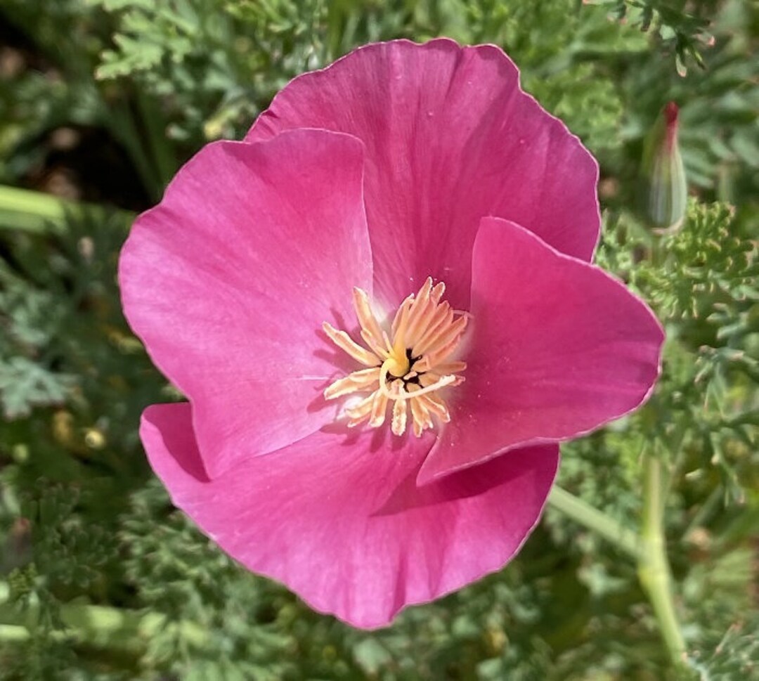 California Poppy "purple Gleam" | Eschscholzia Californica Seeds - Etsy