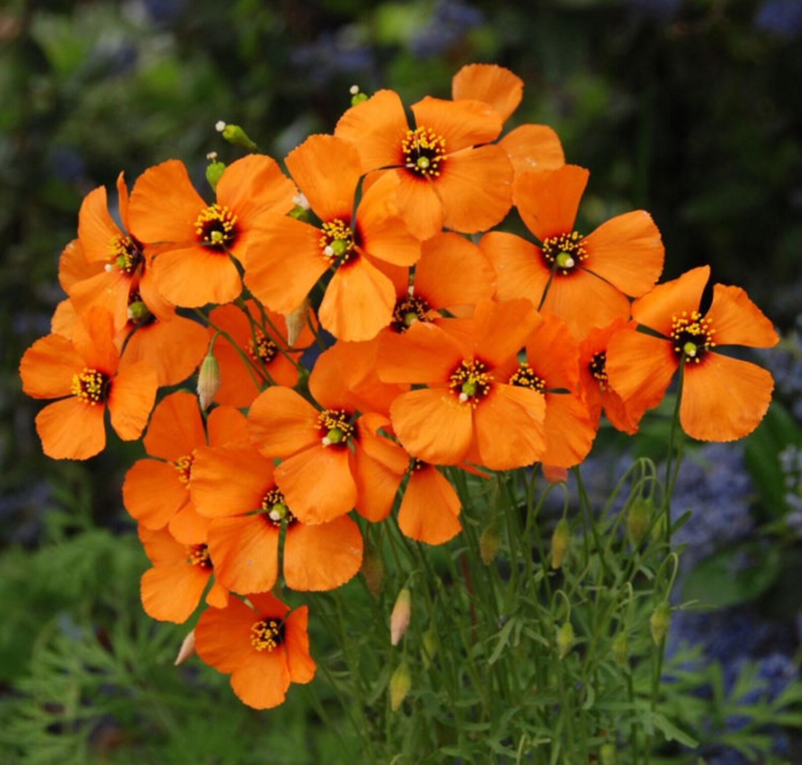 Wind Poppy Papaver Heterophyllum Seeds | Etsy