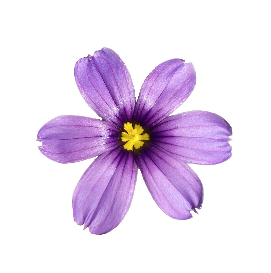 Blue Eyed Grass | Sisyrinchium Bellum Seeds - Etsy