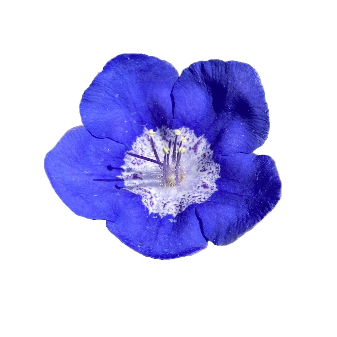 Sticky Phacelia | Phacelia Viscida Seeds - Etsy