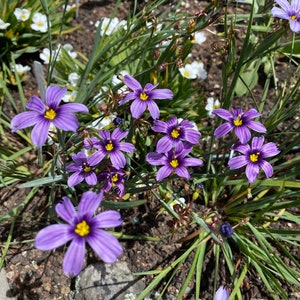 Blue Eyed Grass | Sisyrinchium Bellum Seeds - Etsy