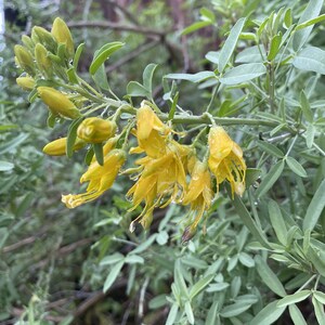 California Bladderpod | Peritoma Arborea Seeds - Etsy