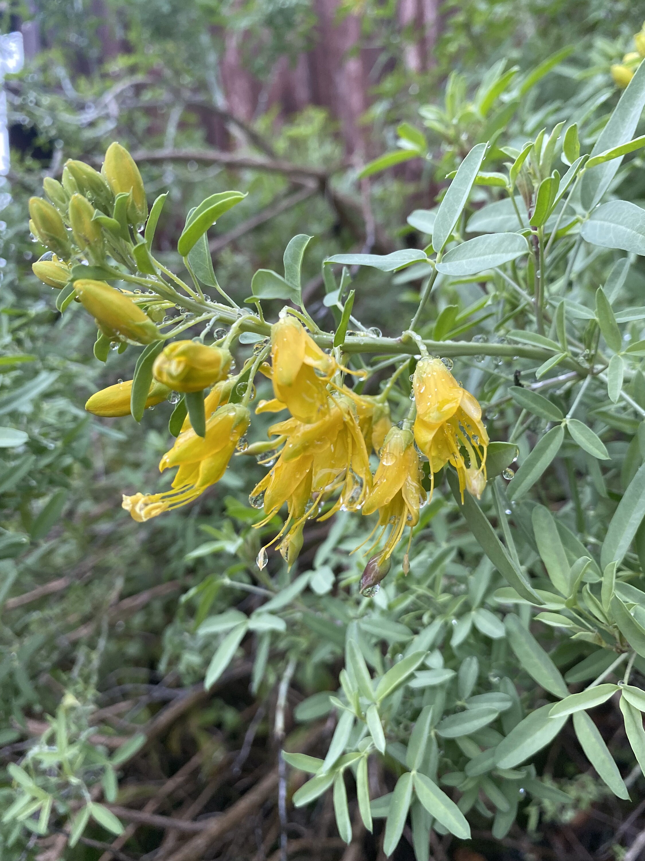 California Bladderpod | Peritoma Arborea Seeds - Etsy