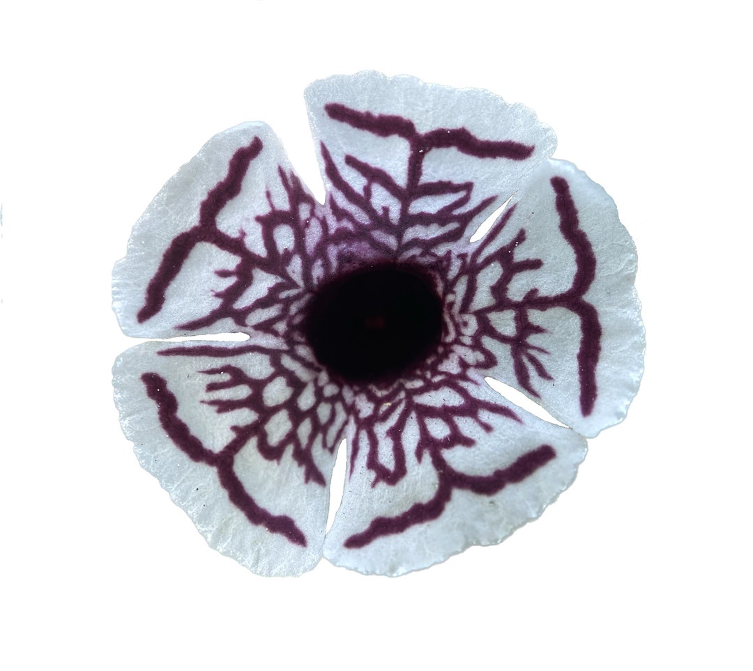 Calico Monkeyflower | Diplacus Pictus Seeds - Etsy