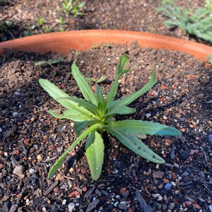 RARE: Pale-yellow Tidytips | Layia Heterotricha Seeds - Etsy