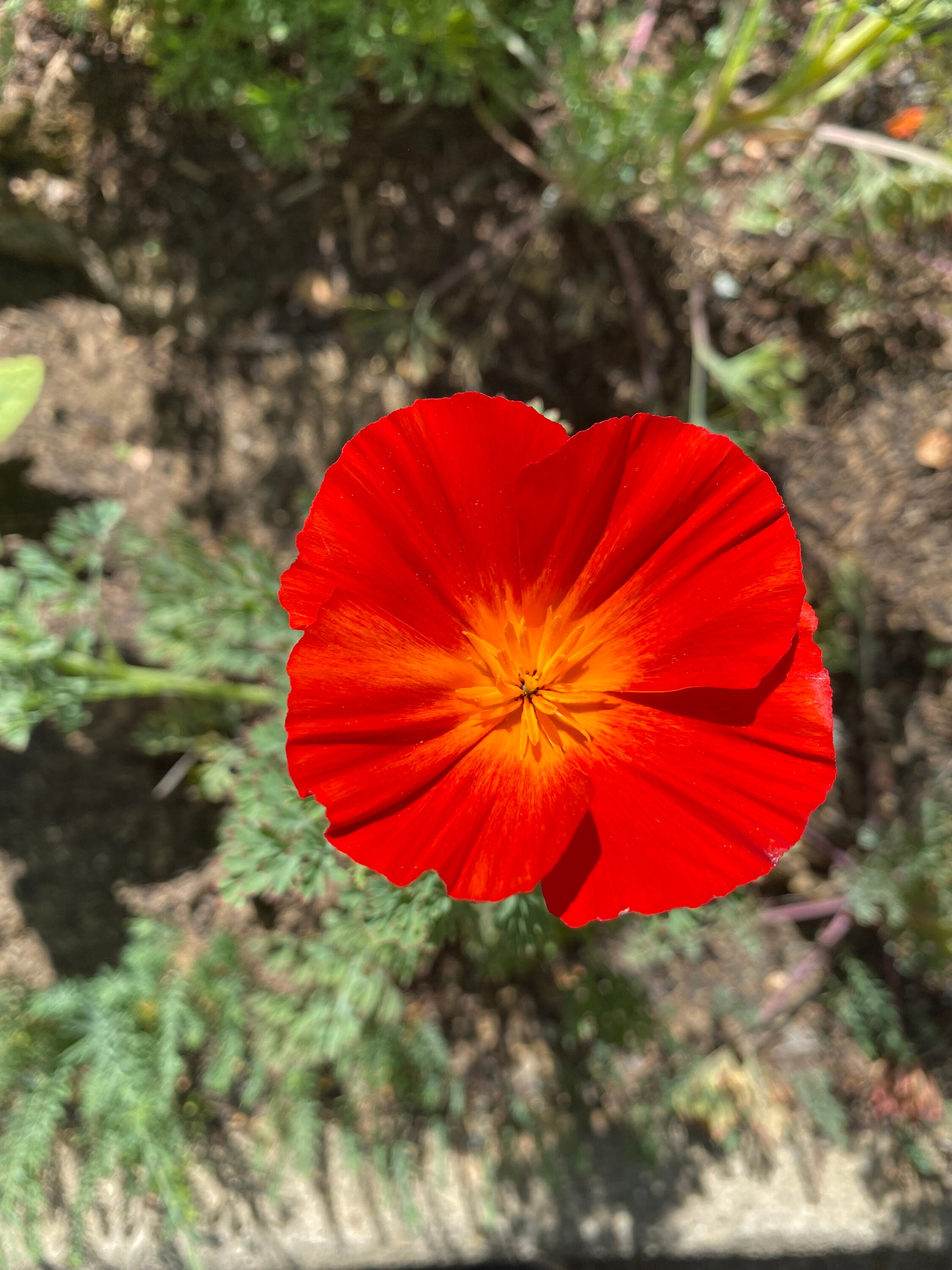 California Poppy "red Chief" | Eschscholzia Californica Seeds - Etsy