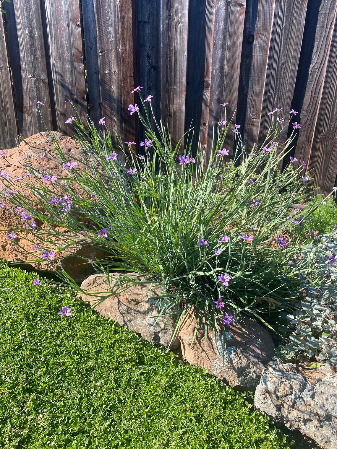 Blue Eyed Grass Sisyrinchium Bellum Seeds - Etsy