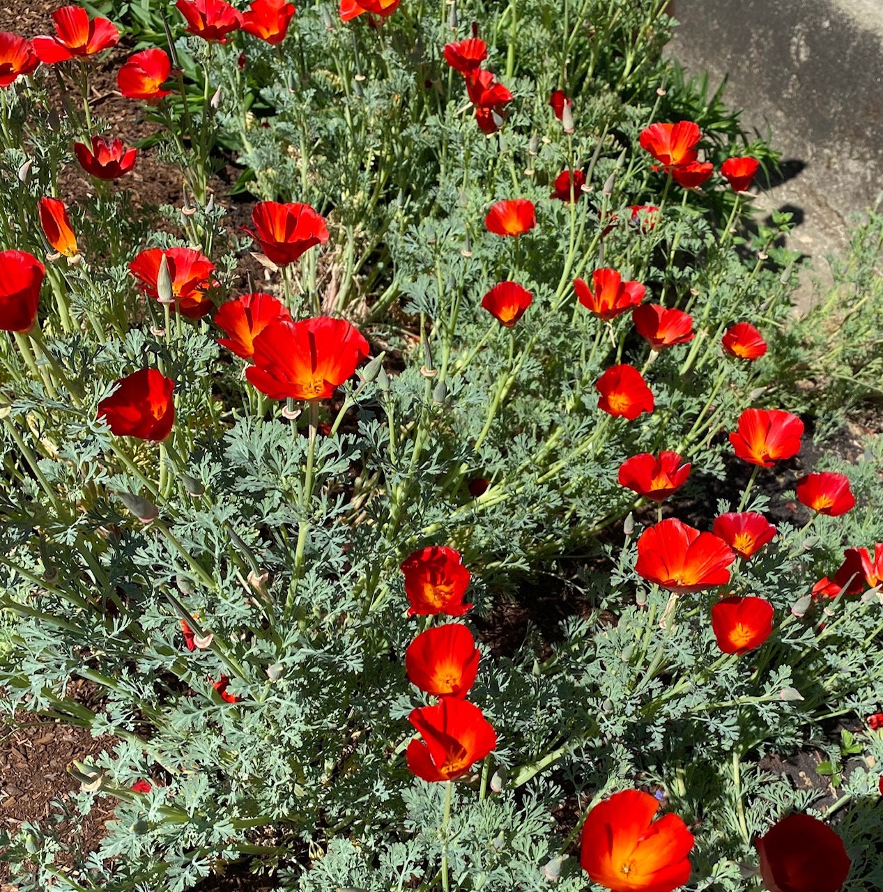 California Poppy "red Chief" | Eschscholzia Californica Seeds - Etsy