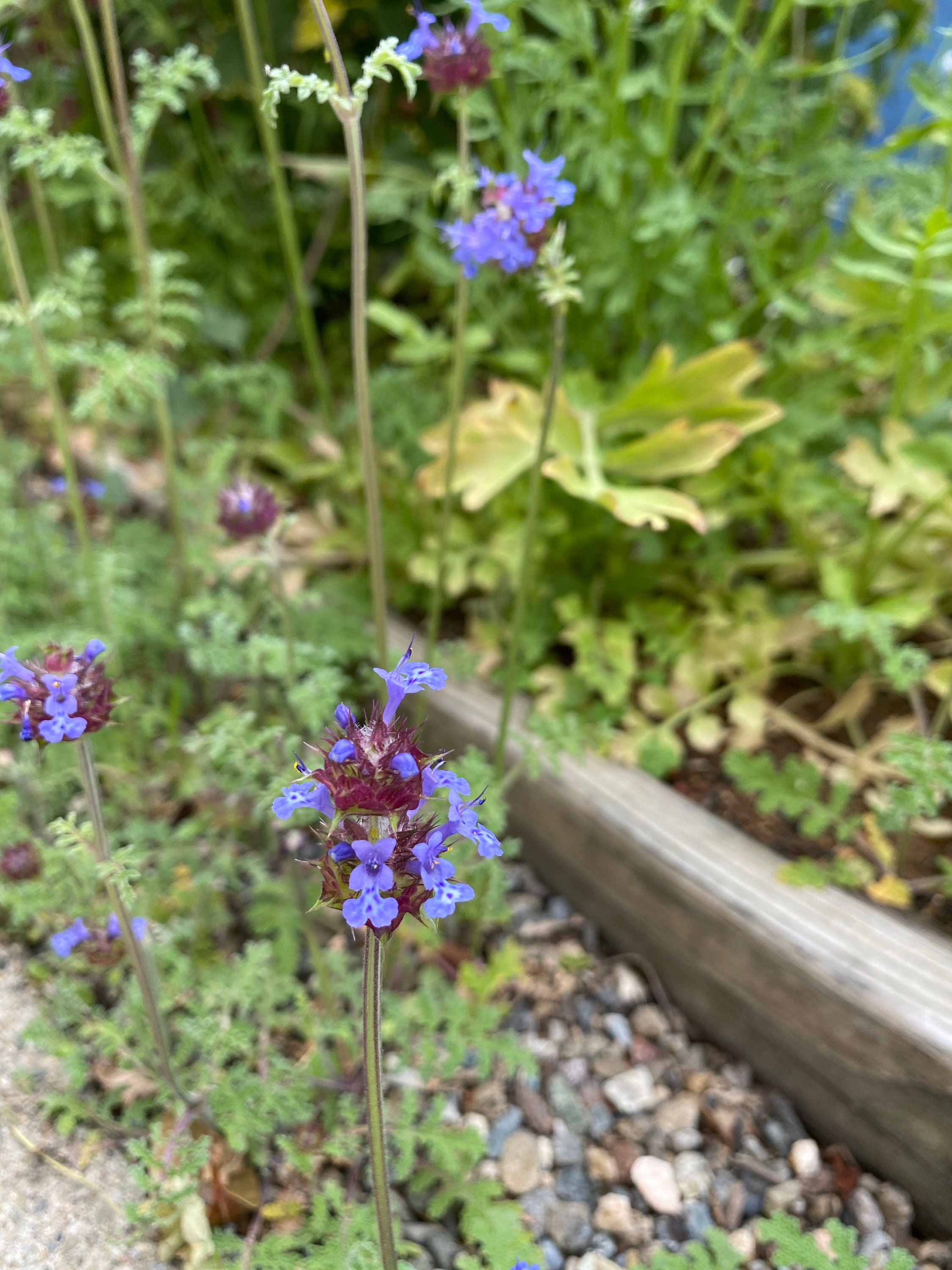 Golden Chia Salvia Columbariae Seeds | Etsy