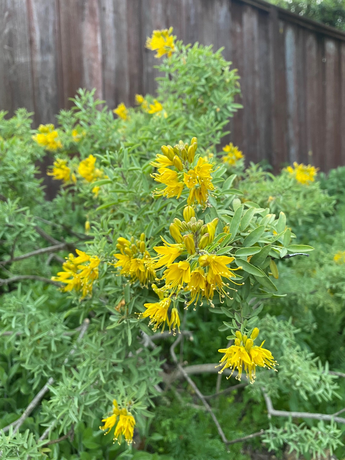 California Bladderpod | Peritoma Arborea Seeds - Etsy