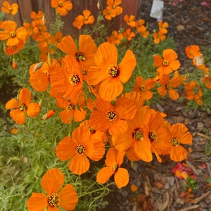 Wind Poppy | Papaver Heterophyllum Seeds - Etsy