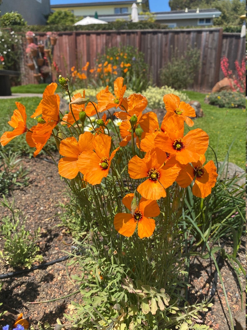 Wind Poppy | Papaver Heterophyllum Seeds - Etsy
