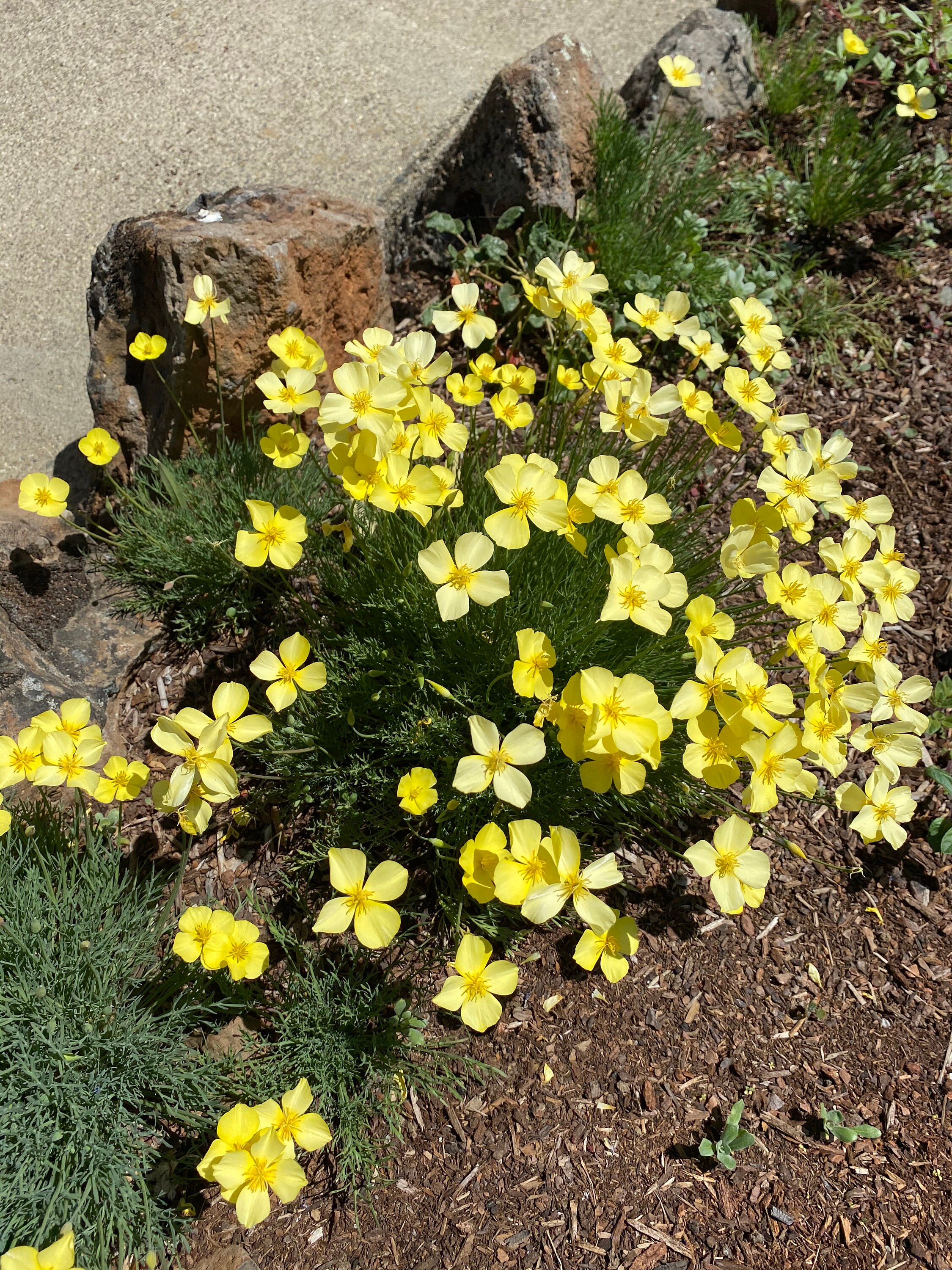 Tufted California Poppy Eschscholzia Caespitosa Seeds - Etsy Norway