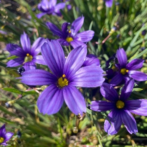 Blue Eyed Grass | Sisyrinchium Bellum Seeds - Etsy