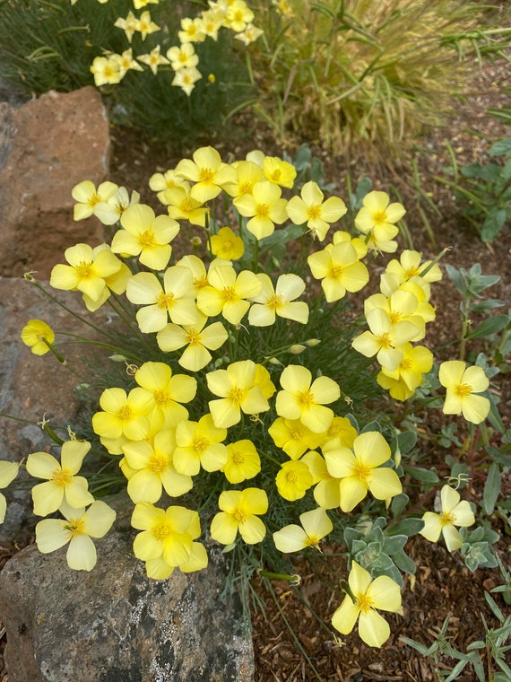 Tufted California Poppy Eschscholzia Caespitosa Seeds - Etsy