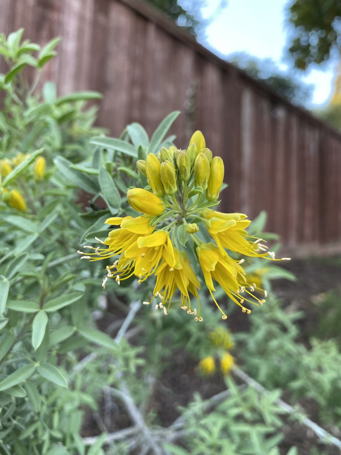 California Bladderpod | Peritoma Arborea Seeds - Etsy