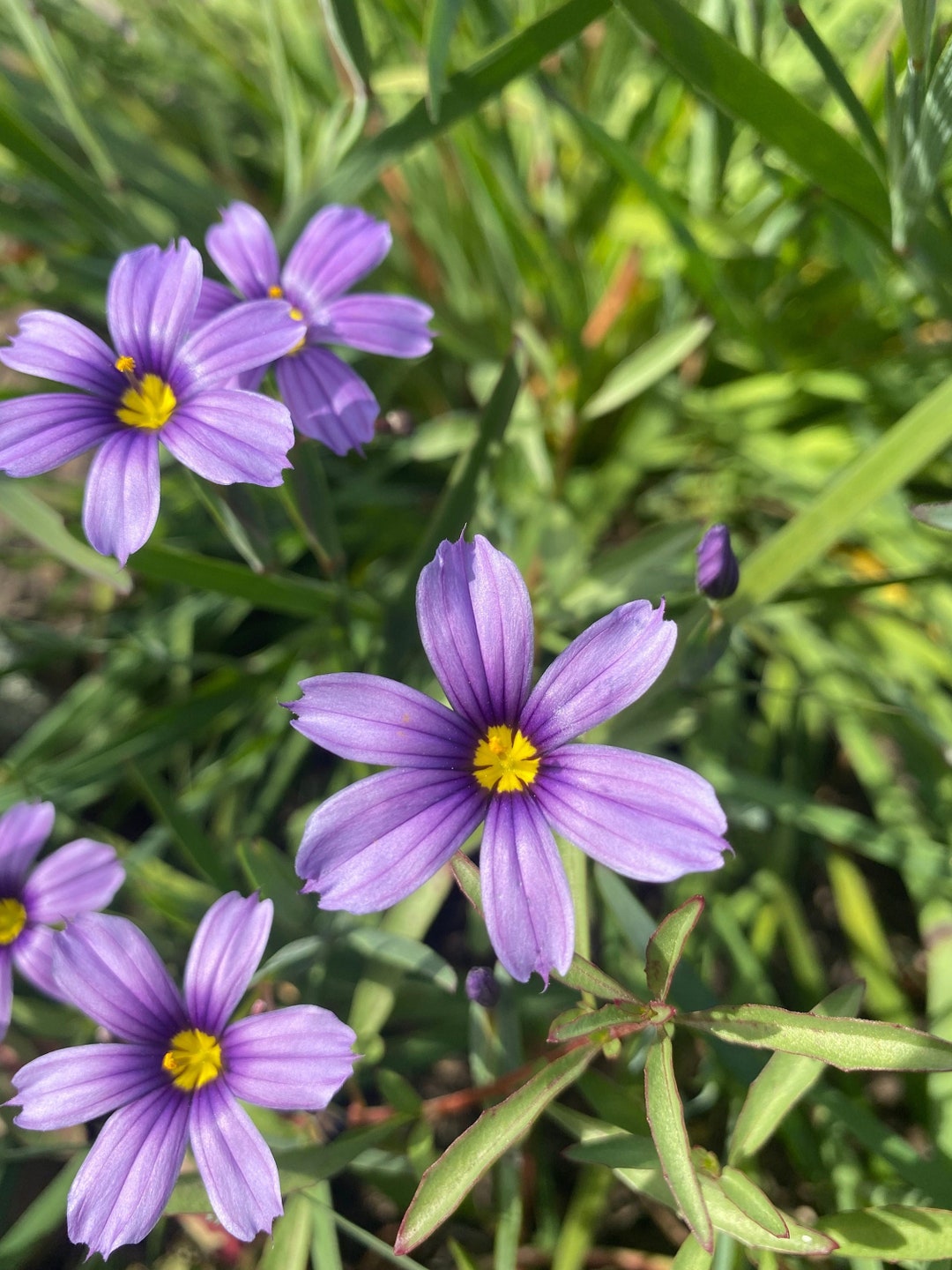 Blue Eyed Grass | Sisyrinchium Bellum Seeds - Etsy