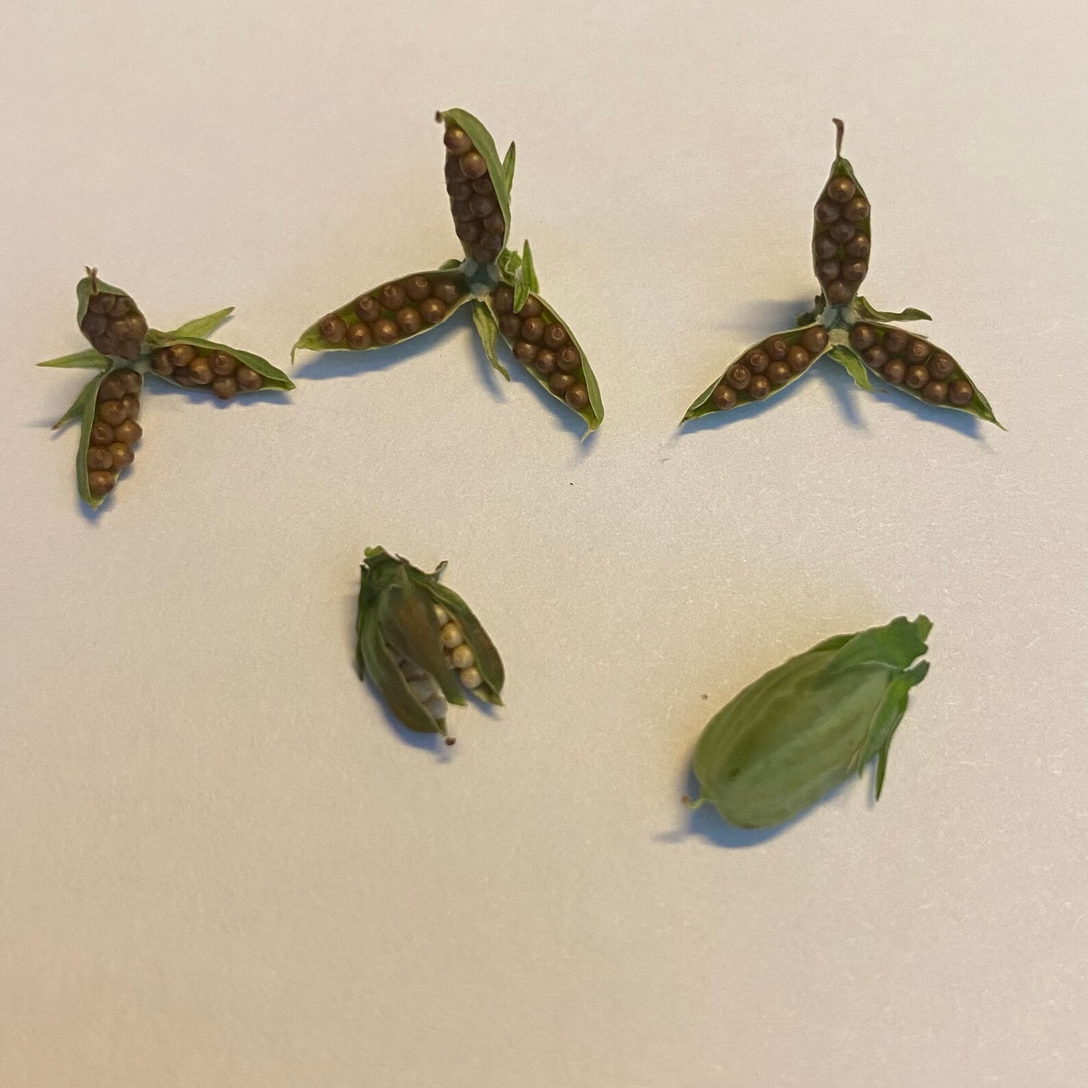 Viola Adunca - Western Dog Violet Seeds - Etsy