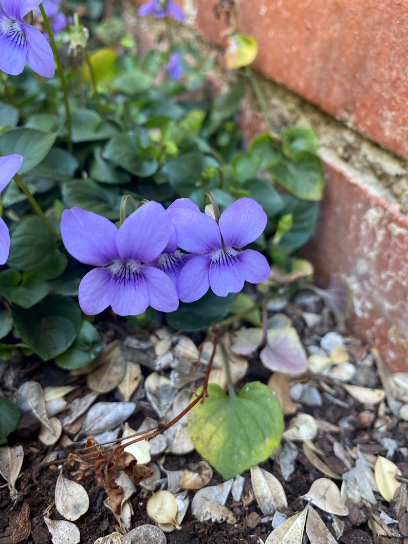 Viola Adunca Western Dog Violet Seeds - Etsy