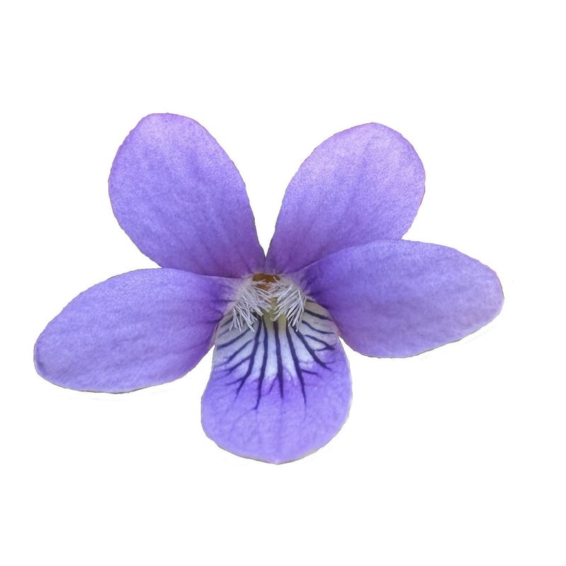 Violet Seeds - Etsy
